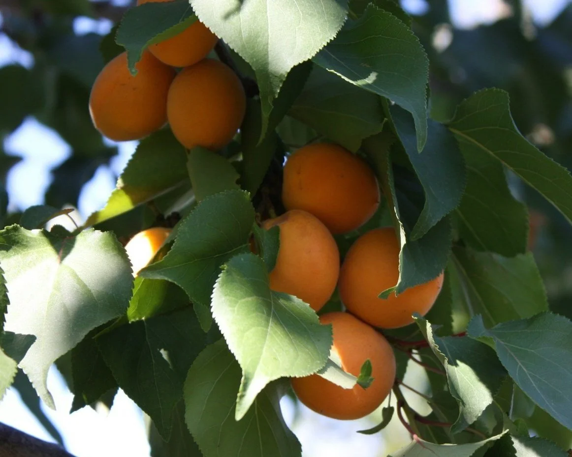 Apricot Tree, Apricot Varieties — Burchell Nursery