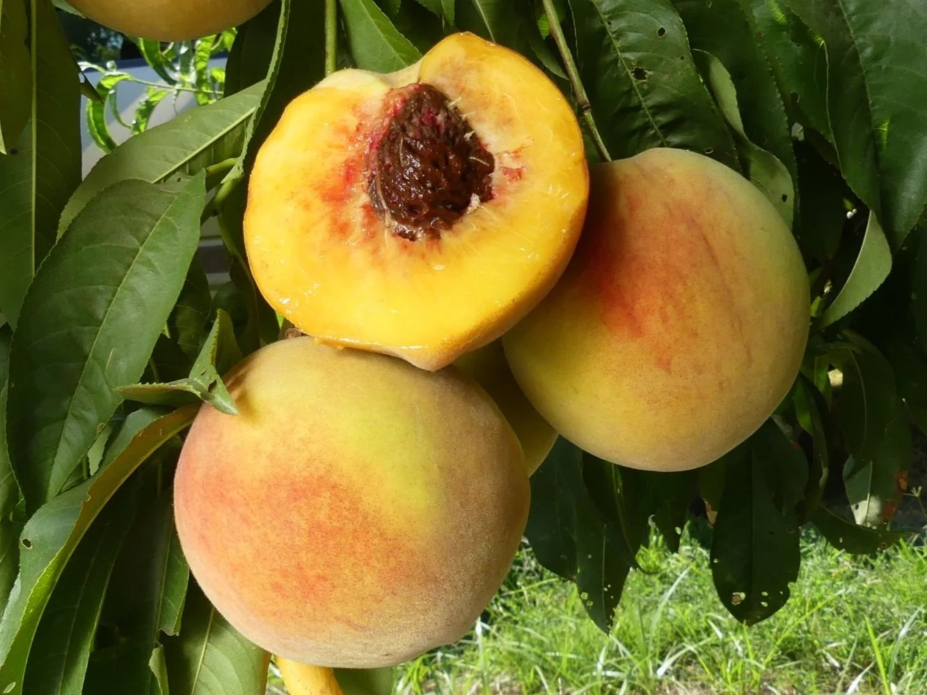 Peach Tree, Peach Varieties — Burchell Nursery