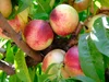 Nectarine Tree, Nectarine Varieties — Burchell Nursery