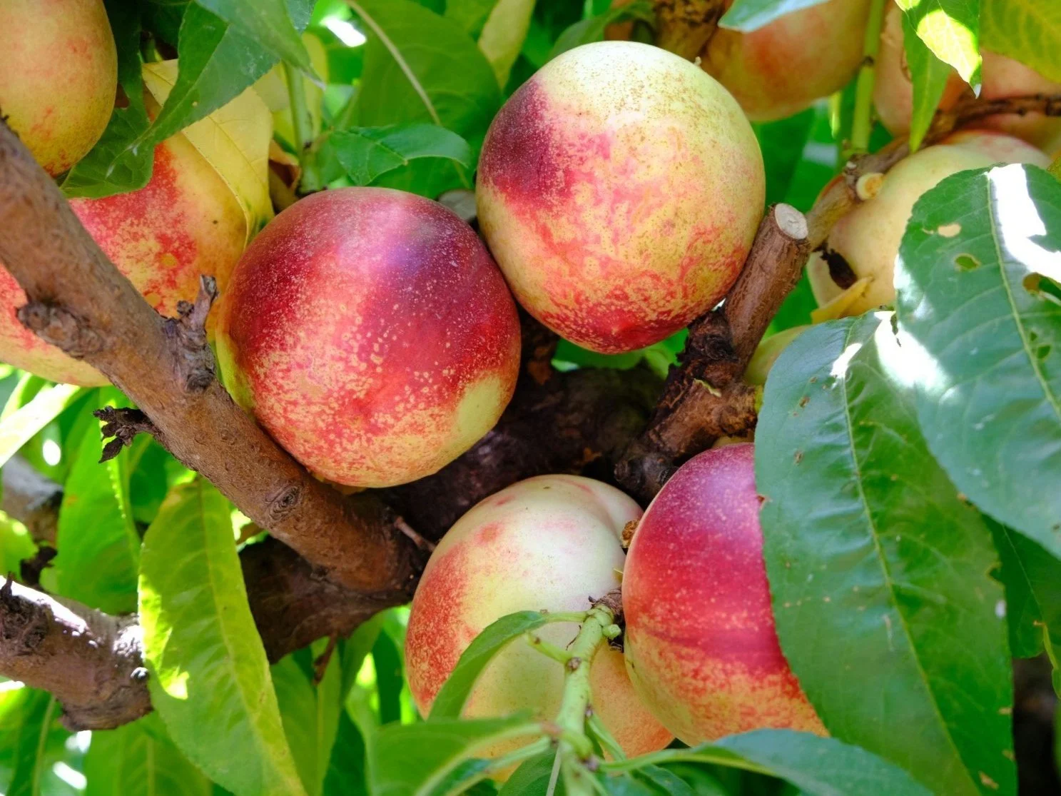 Nectarine Tree, Nectarine Varieties — Burchell Nursery