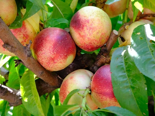 Nectarine Tree, Nectarine Varieties — Burchell Nursery