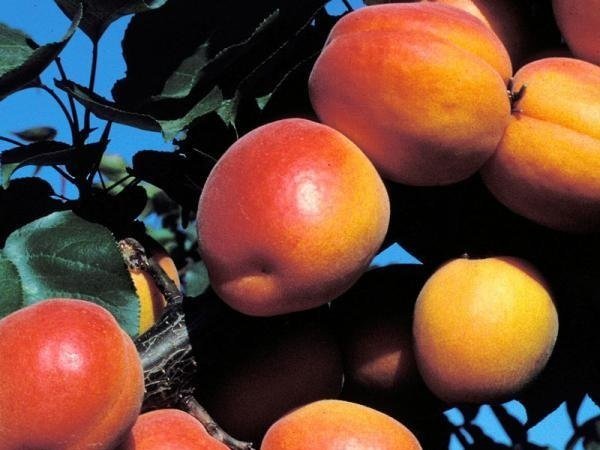 Apricot Tree, Apricot Varieties — Burchell Nursery