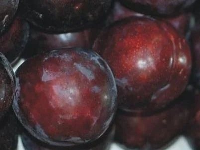 Plum Tree, Plum Varieties — Burchell Nursery