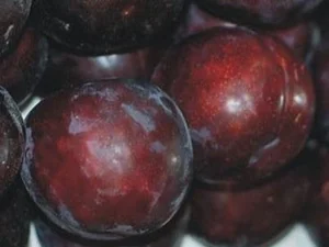Plum Tree, Plum Varieties — Burchell Nursery