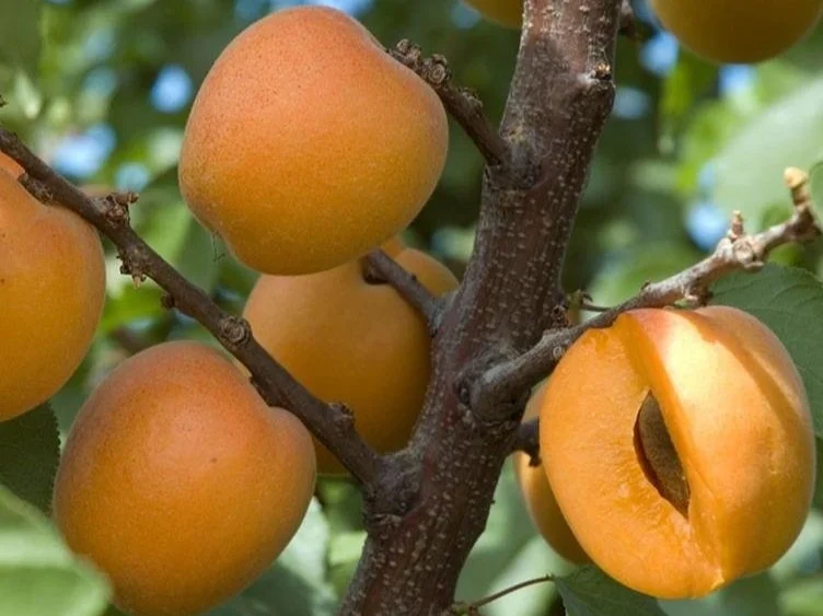 Apricot Tree, Apricot Varieties — Burchell Nursery