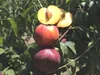 Nectarine Tree, Nectarine Varieties — Burchell Nursery