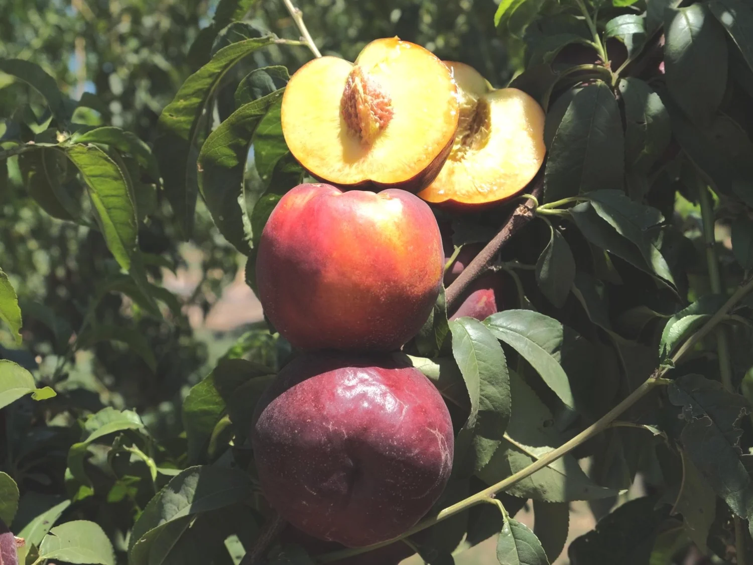 Nectarine Tree, Nectarine Varieties — Burchell Nursery