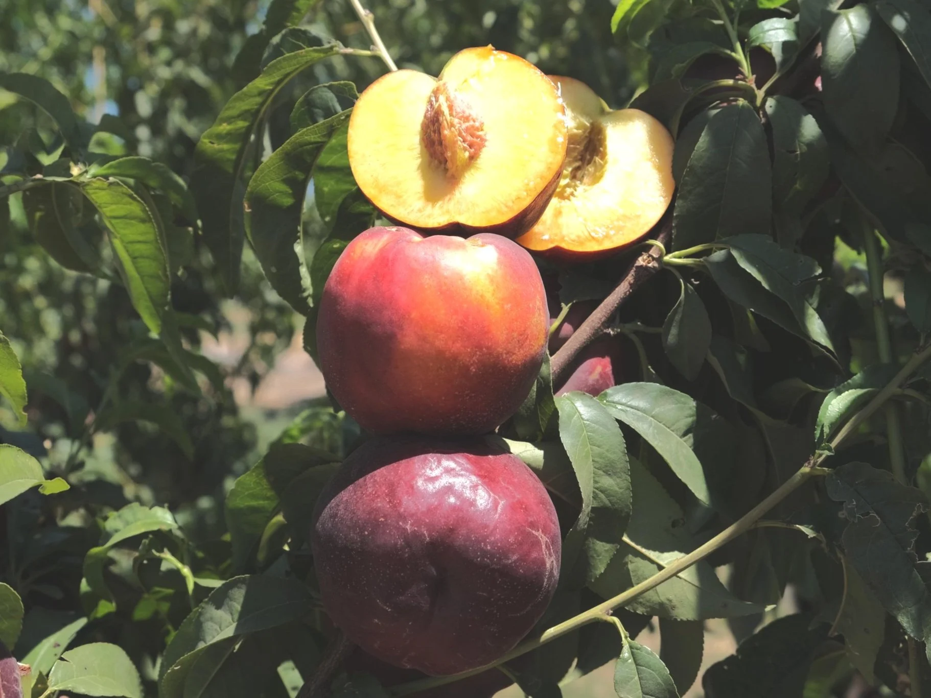 Nectarine Tree, Nectarine Varieties — Burchell Nursery