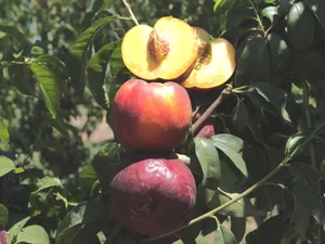 Nectarine Tree, Nectarine Varieties — Burchell Nursery