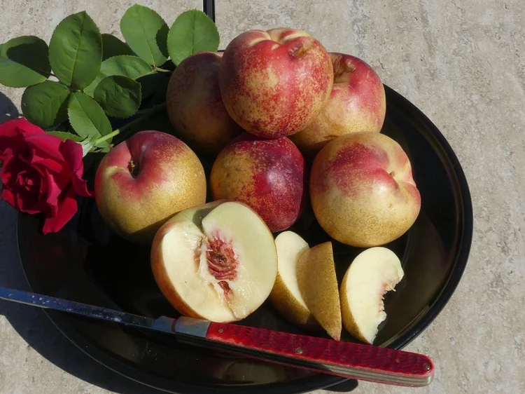 Nectarine Tree, Nectarine Varieties — Burchell Nursery