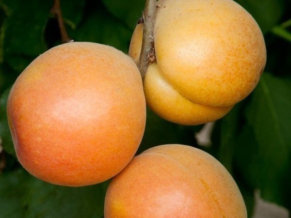 Apricot Tree, Apricot Varieties — Burchell Nursery