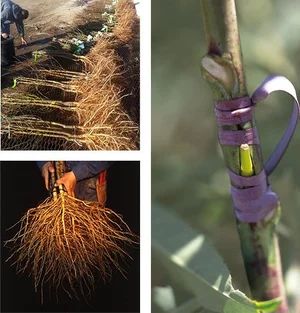 Tree Rootstocks for sale — Burchell Nursery