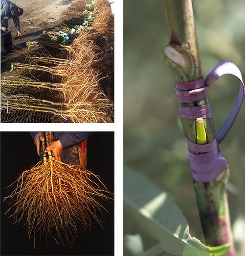 Tree Rootstocks for sale — Burchell Nursery