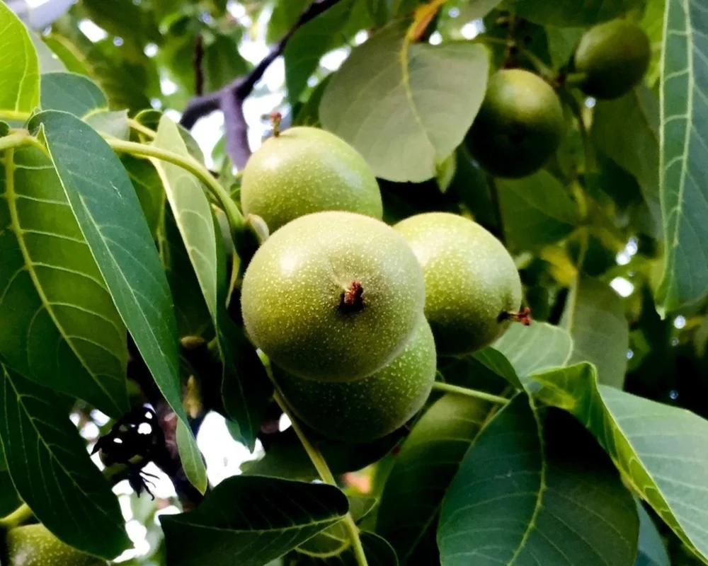 Walnut Tree, Walnut Varieties — Burchell Nursery