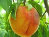 Peach Tree, Peach Varieties — Burchell Nursery