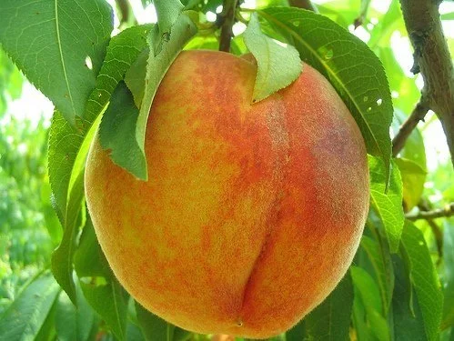 Peach Tree, Peach Varieties — Burchell Nursery