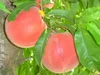 Peach Tree, Peach Varieties — Burchell Nursery
