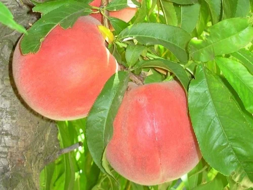 Peach Tree, Peach Varieties — Burchell Nursery