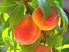 Peach Tree, Peach Varieties — Burchell Nursery