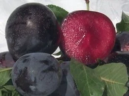 Plum Tree, Plum Varieties — Burchell Nursery