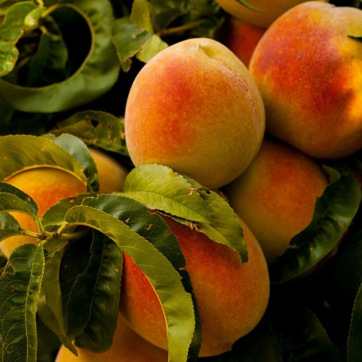 Peach Tree, Peach Varieties — Burchell Nursery