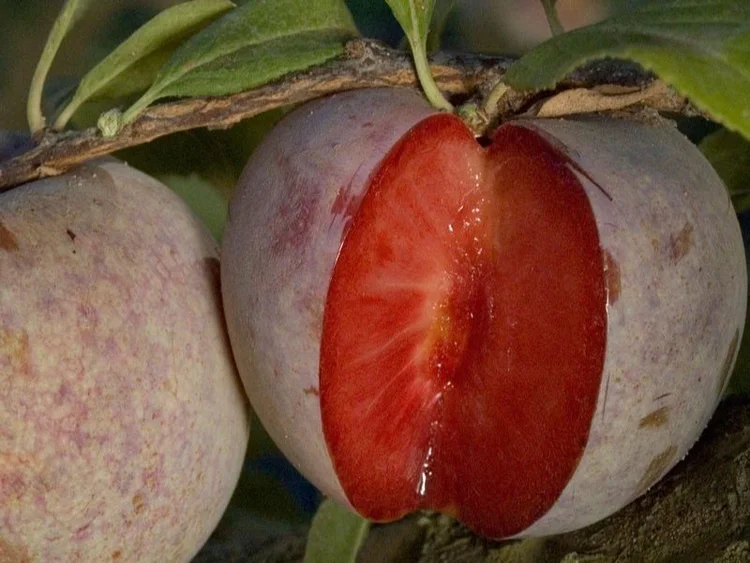 Plum Tree, Plum Varieties — Burchell Nursery