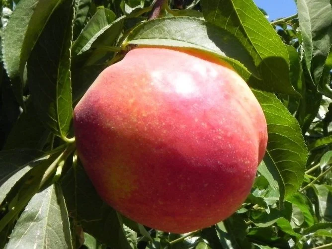 Nectarine Tree, Nectarine Varieties — Burchell Nursery