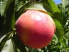 Nectarine Tree, Nectarine Varieties — Burchell Nursery