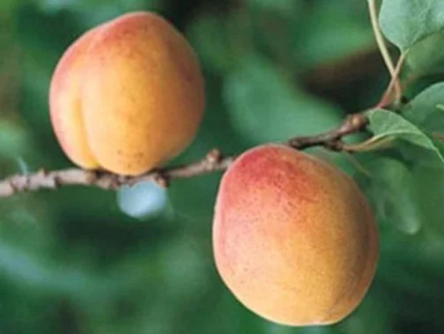 Apricot Tree, Apricot Varieties — Burchell Nursery