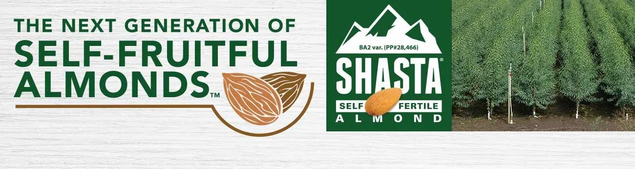 Shasta Almond, Almond Tree, Almond Varieties — Burchell Nursery