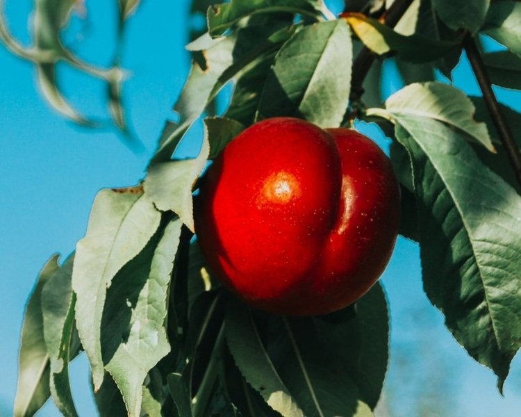Nectarine Tree, Nectarine Varieties — Burchell Nursery