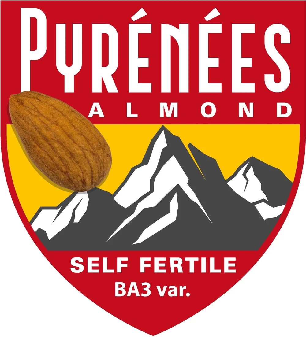 Shasta Almond Variety, Self Fertile Almond — Burchell Nursery