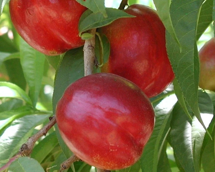 Nectarine Tree, Nectarine Varieties — Burchell Nursery
