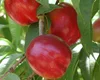 Nectarine Tree, Nectarine Varieties — Burchell Nursery