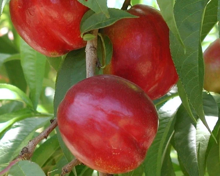 Nectarine Tree, Nectarine Varieties — Burchell Nursery