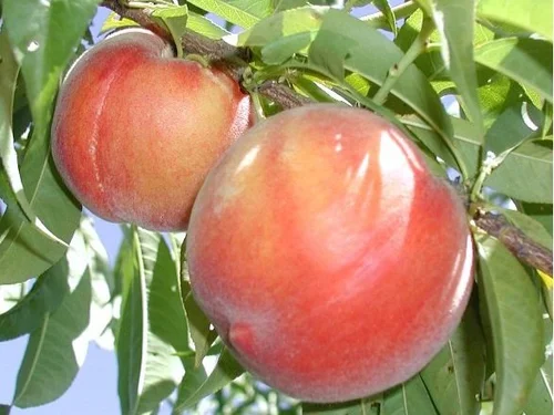 Peach Tree, Peach Varieties — Burchell Nursery