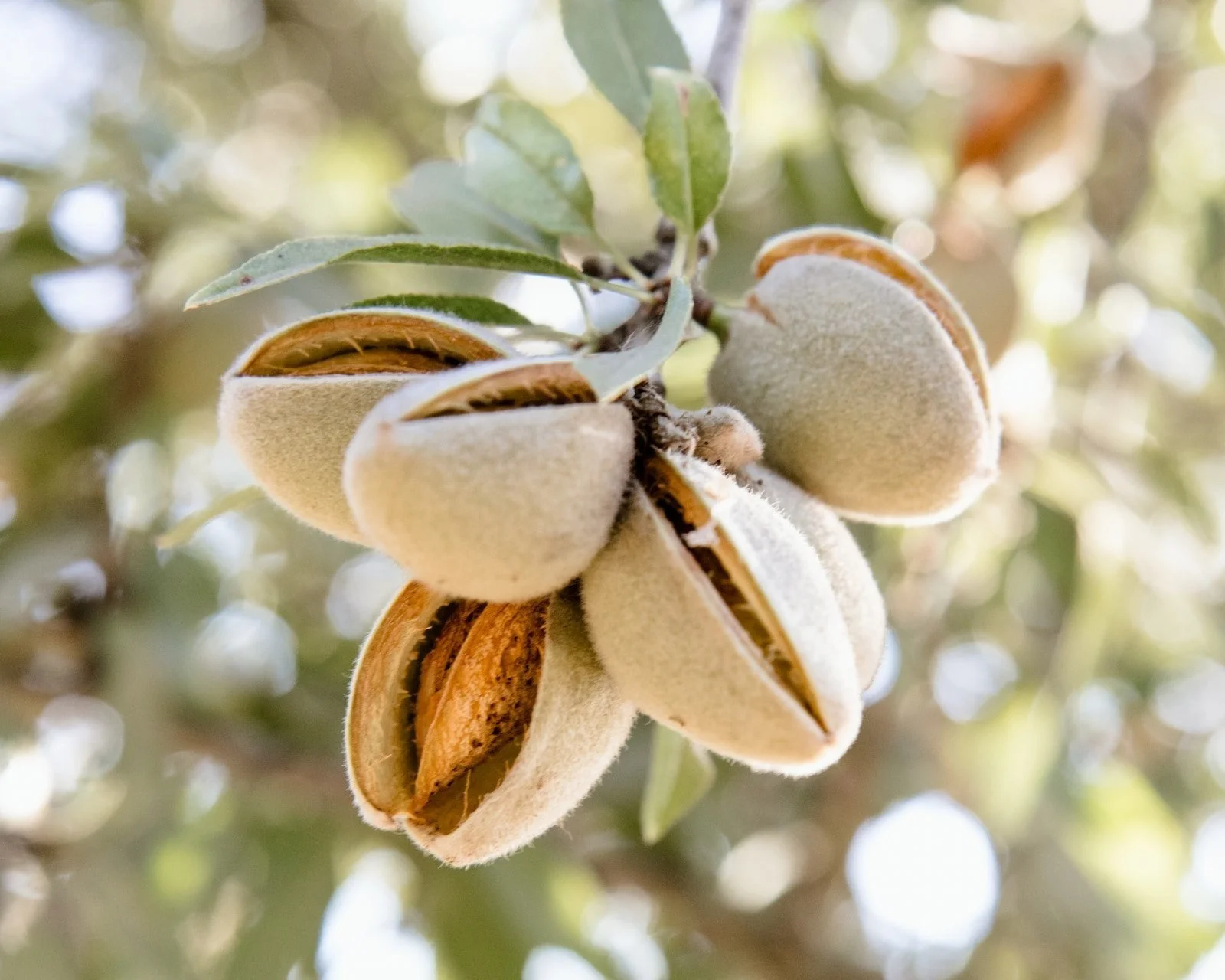 Shasta Almond Variety, Self Fertile Almond — Burchell Nursery
