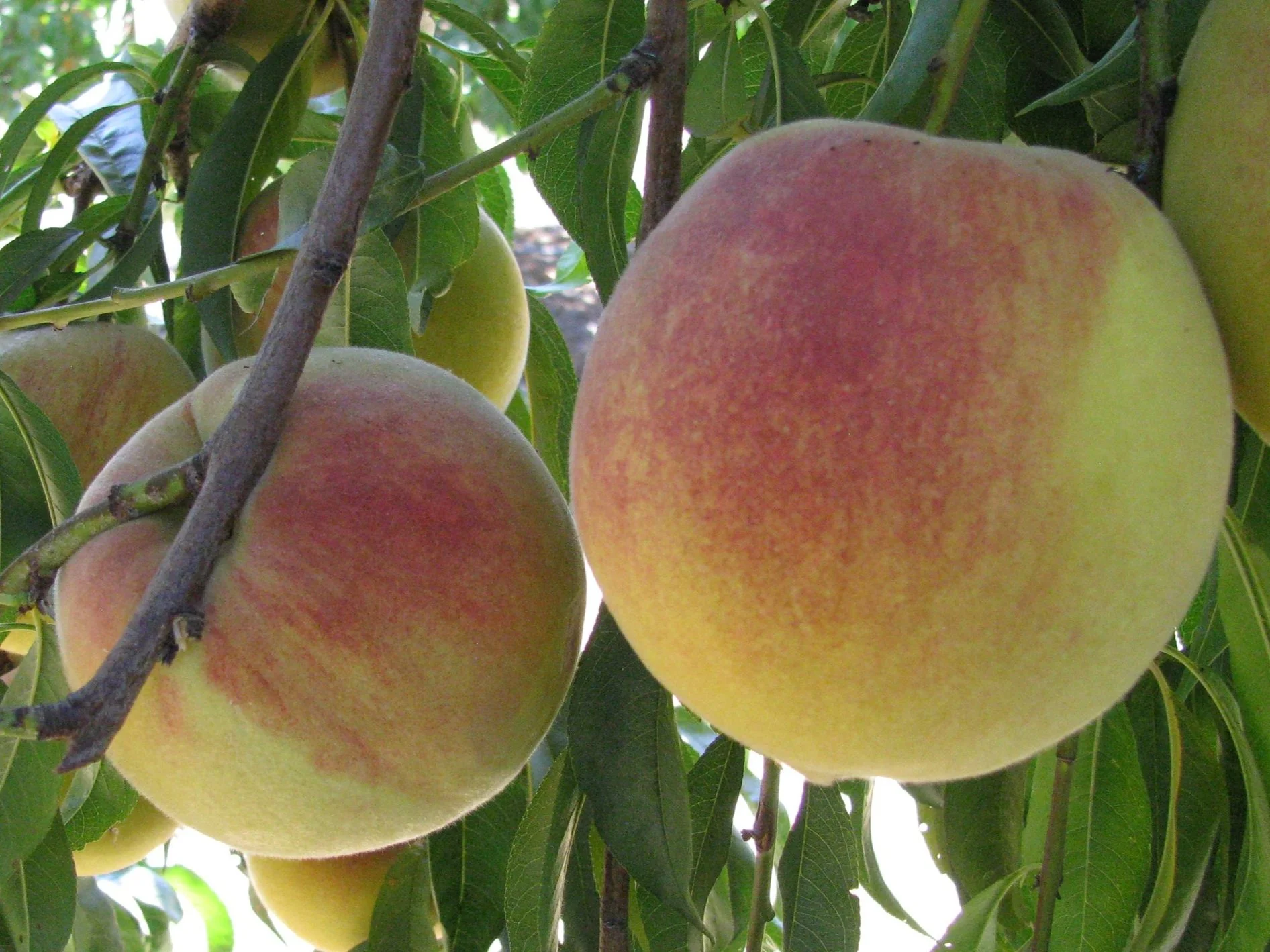 Peach Tree, Peach Varieties — Burchell Nursery