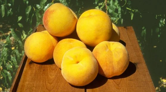 Peaches - Processing — Burchell Nursery