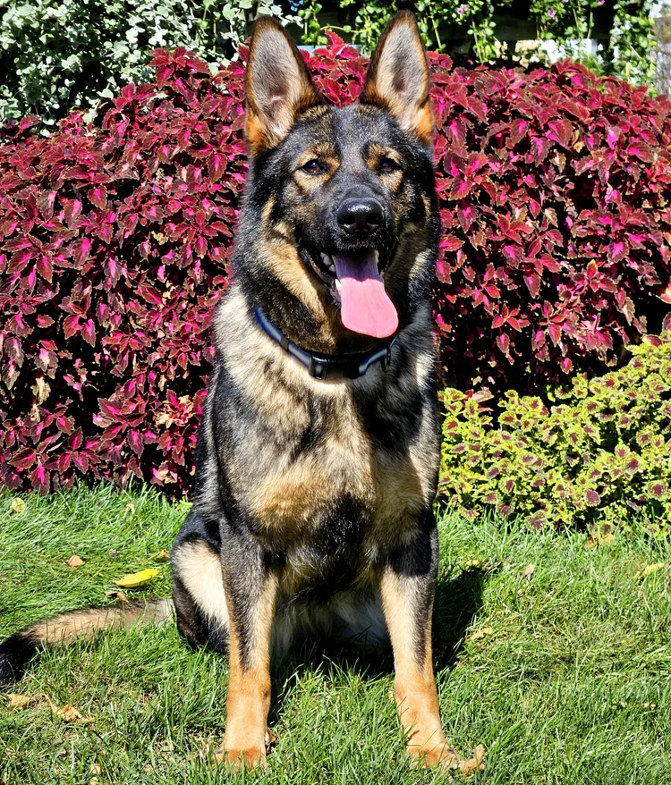 Meet Our Dogs — Hena-C Kennel