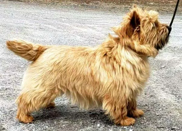 Meet Our Dogs — Hena-C Kennel