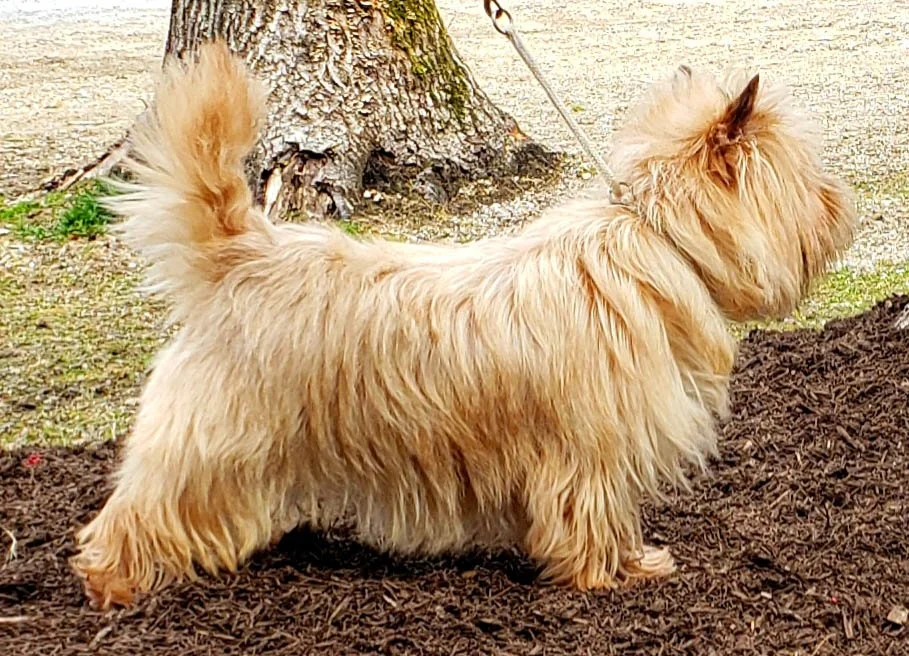 Meet Our Dogs — Hena-C Kennel