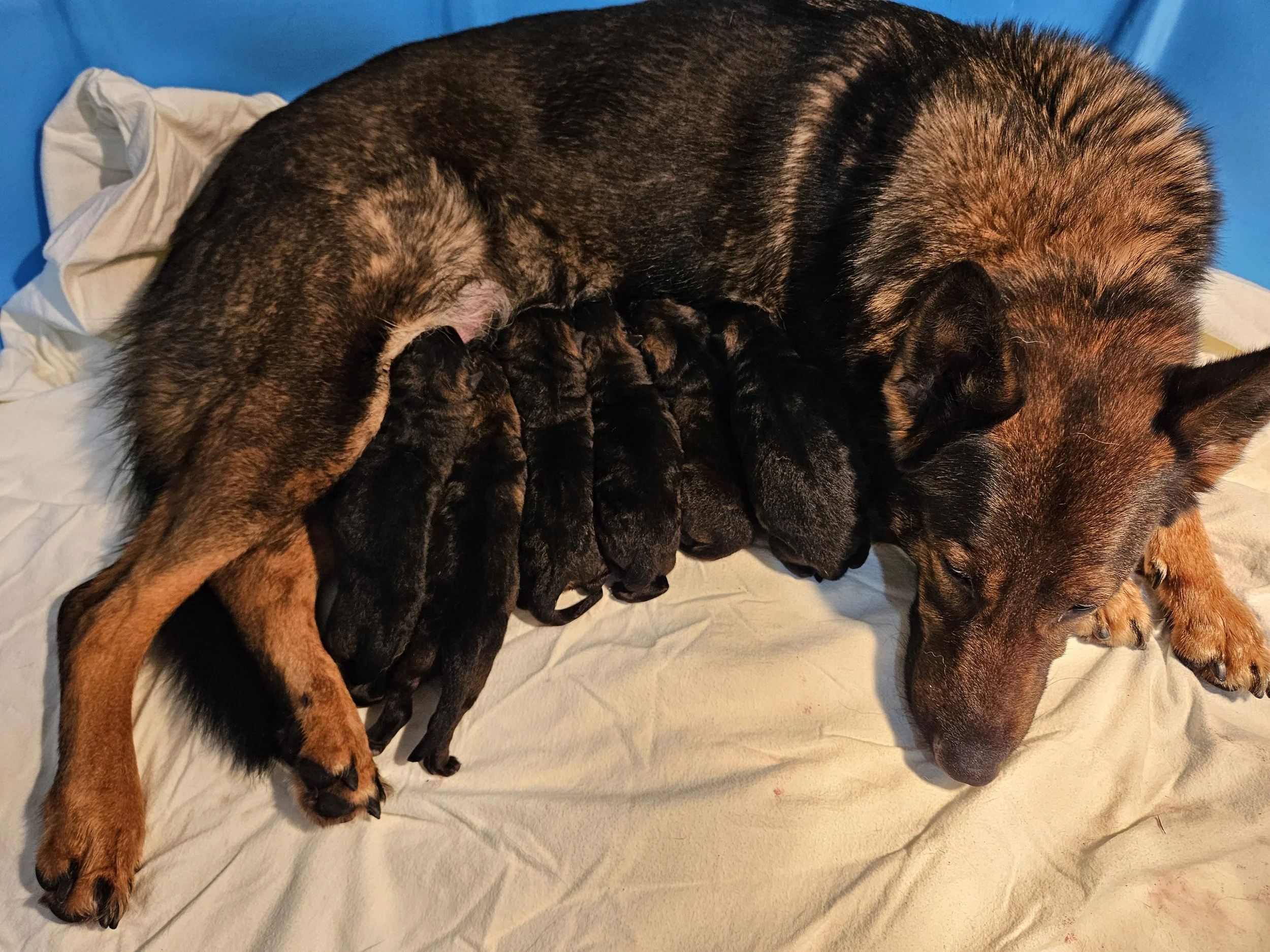 Litters — Hena-C Kennel