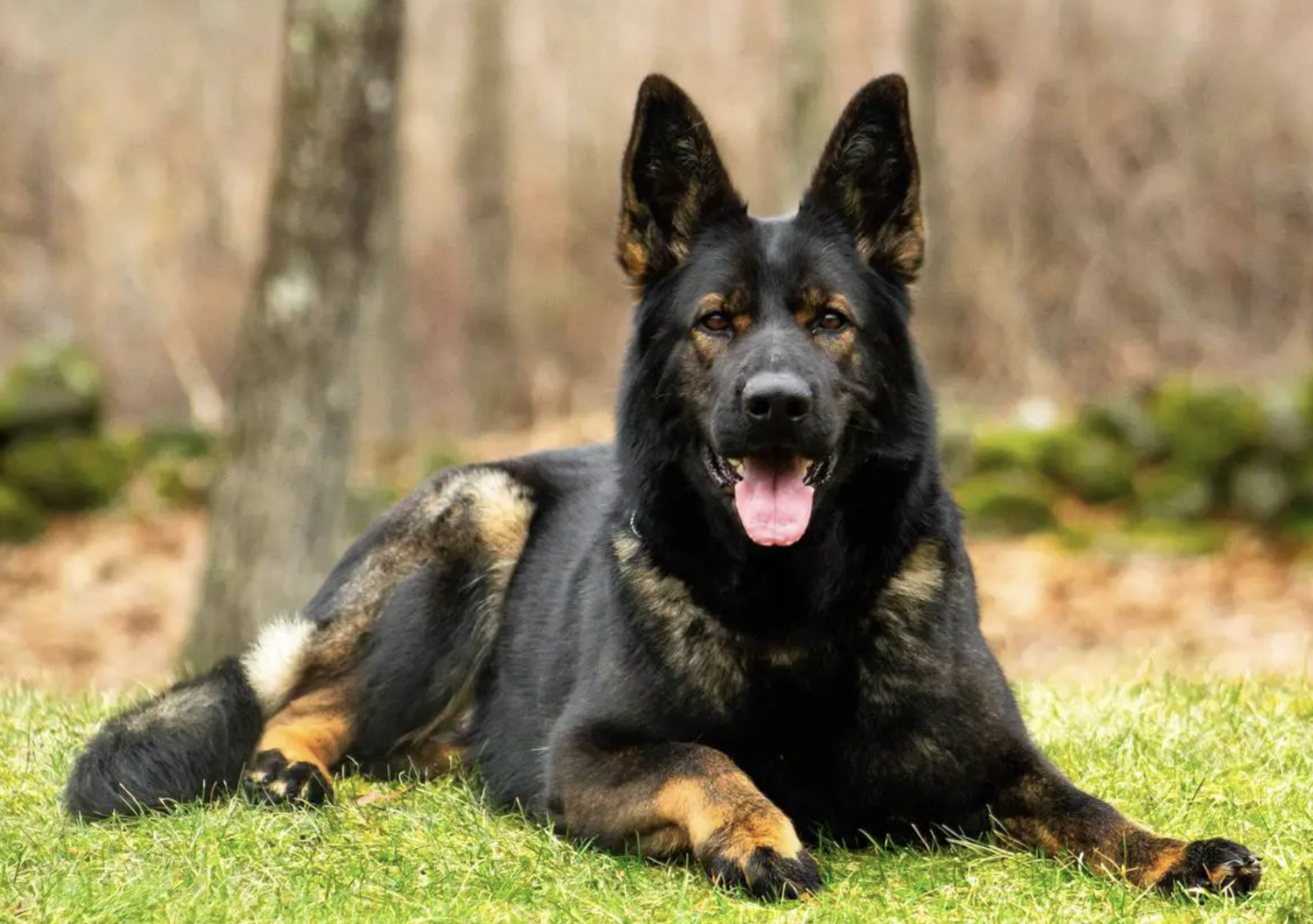 Meet Our Dogs — Hena-C Kennel