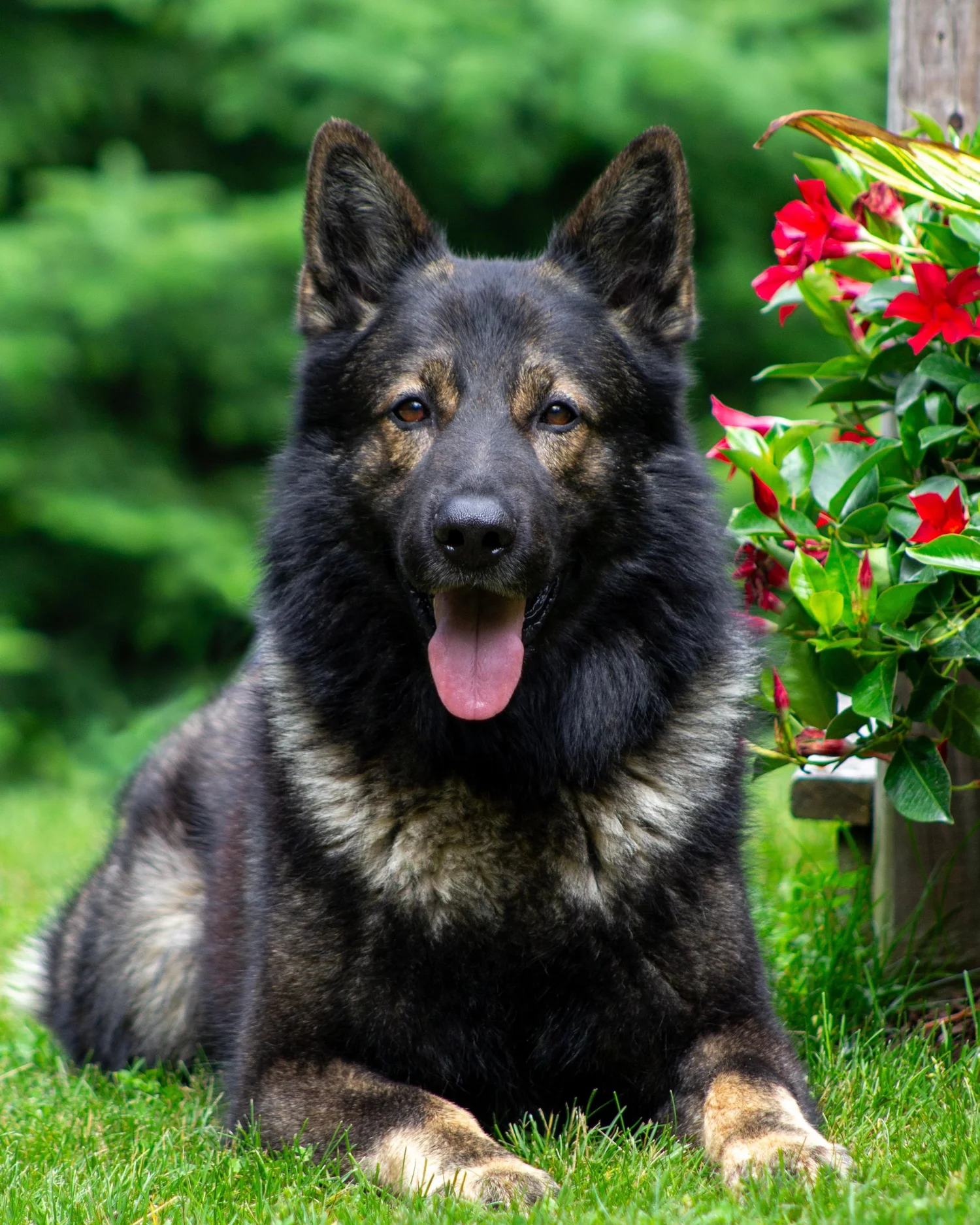Meet Our Dogs — Hena-C Kennel