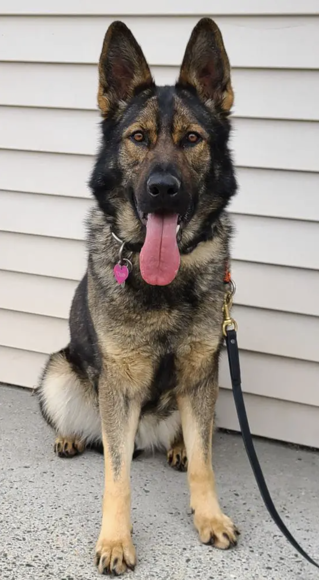 Meet Our Dogs — Hena-C Kennel