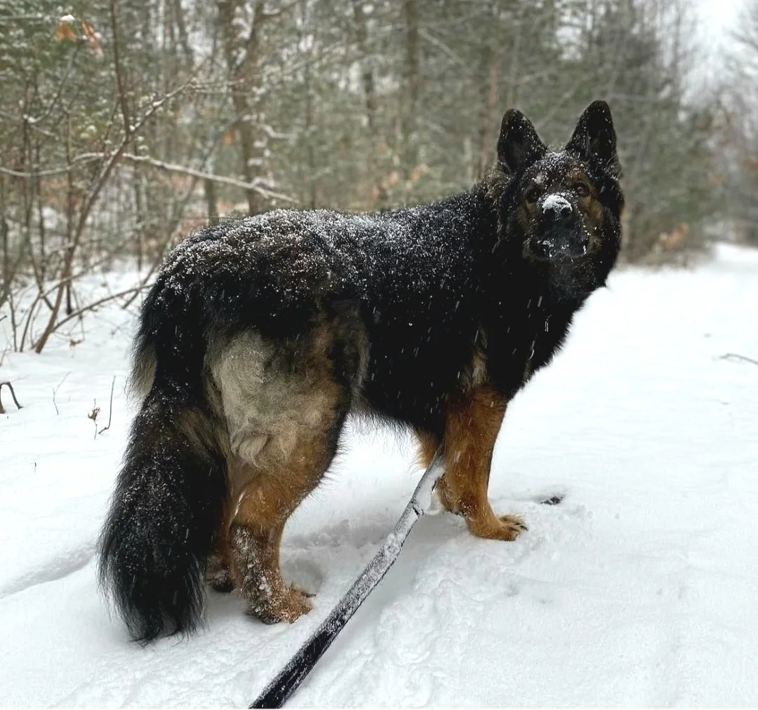 Coats & Colors — Hena-C Kennel