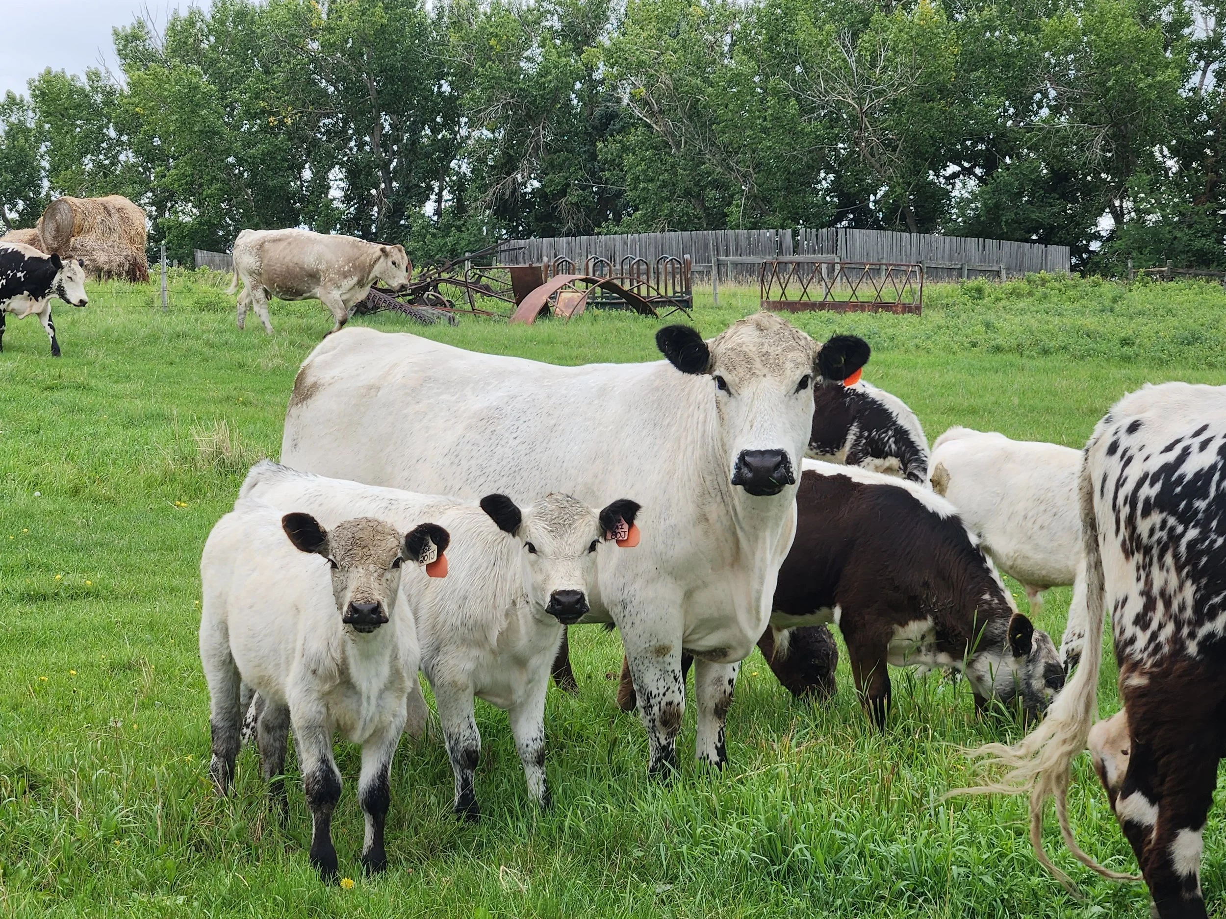 General 4 — Wild Prairie Speckle Park