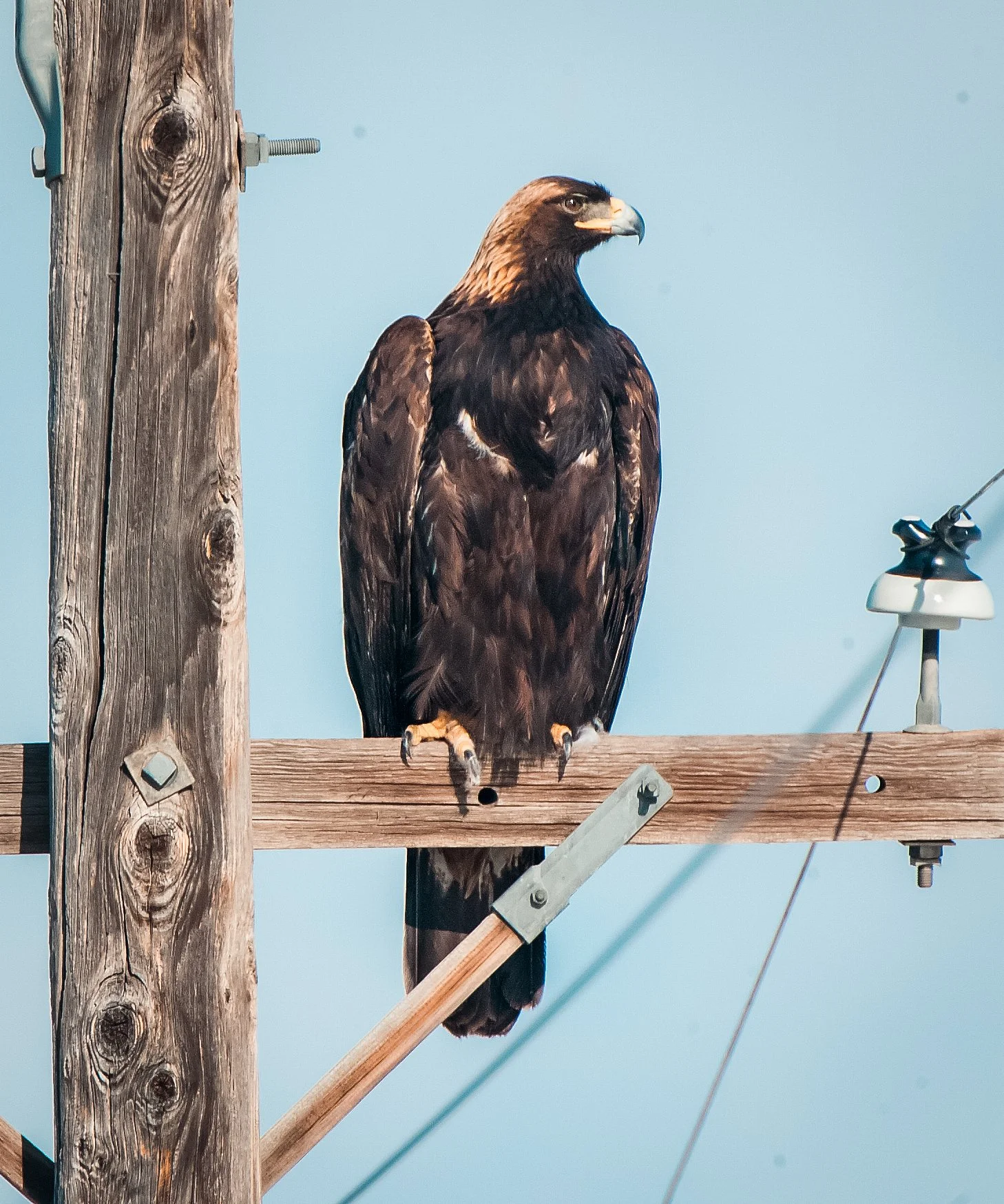 Services — Eagle ILF Program