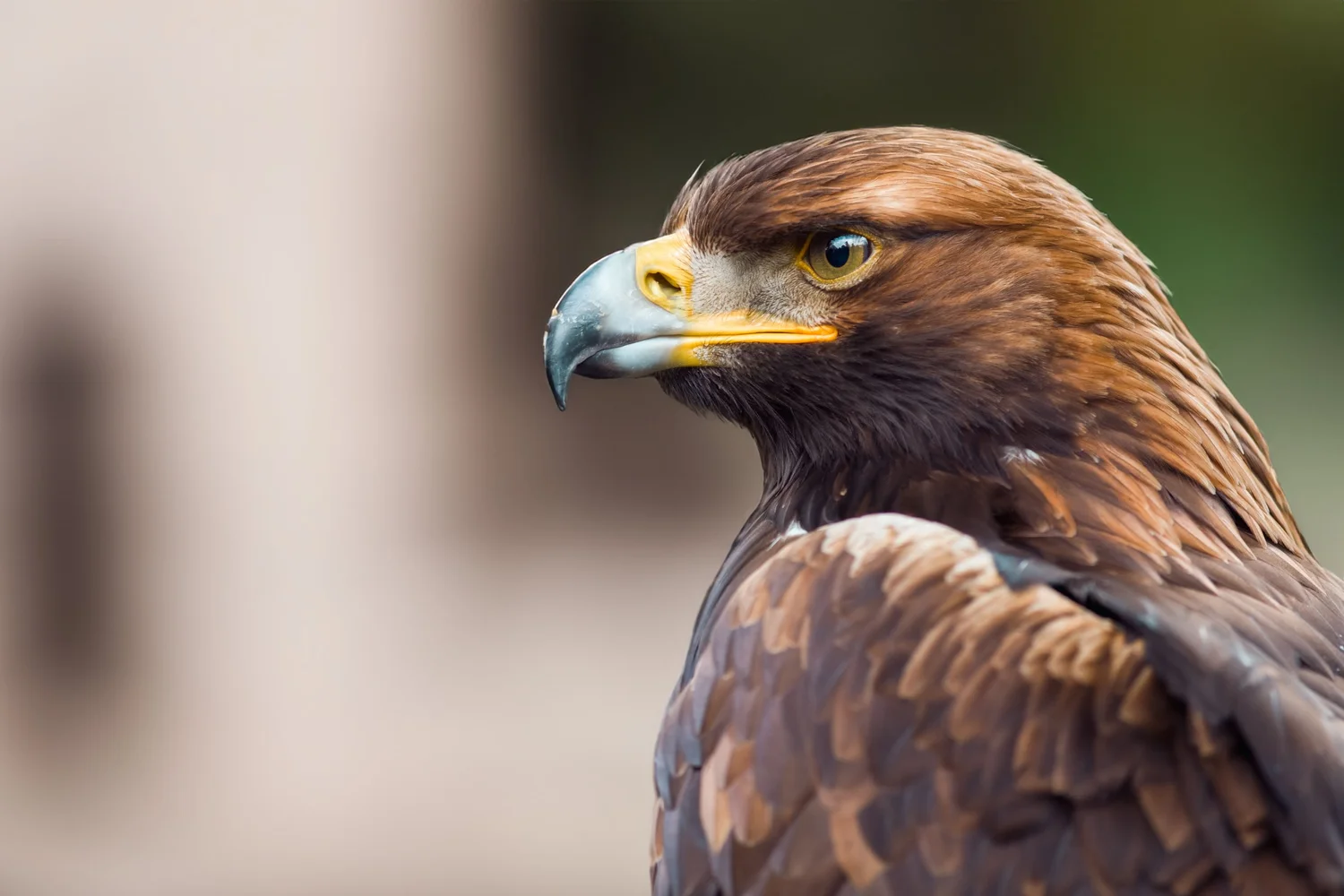 Services — Eagle ILF Program